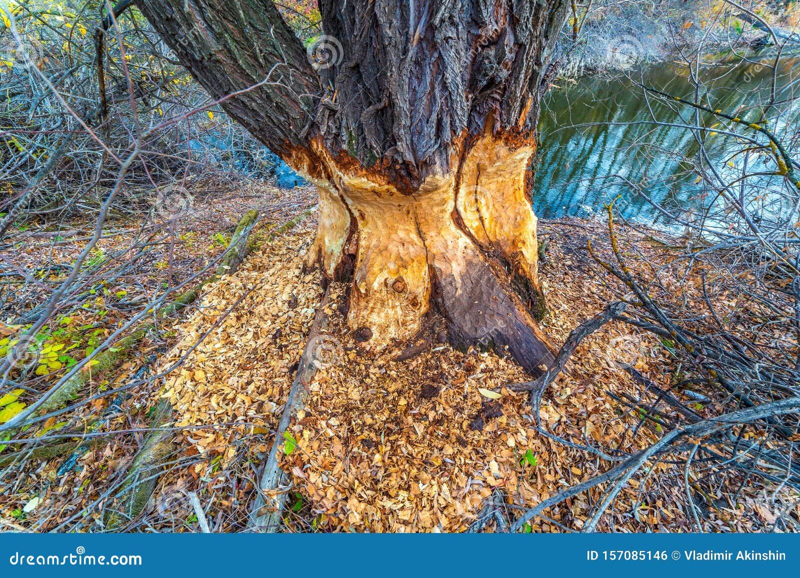Beavers Gnawed at a Big Tree. Stock Photo - Image of beavers, fibre ...