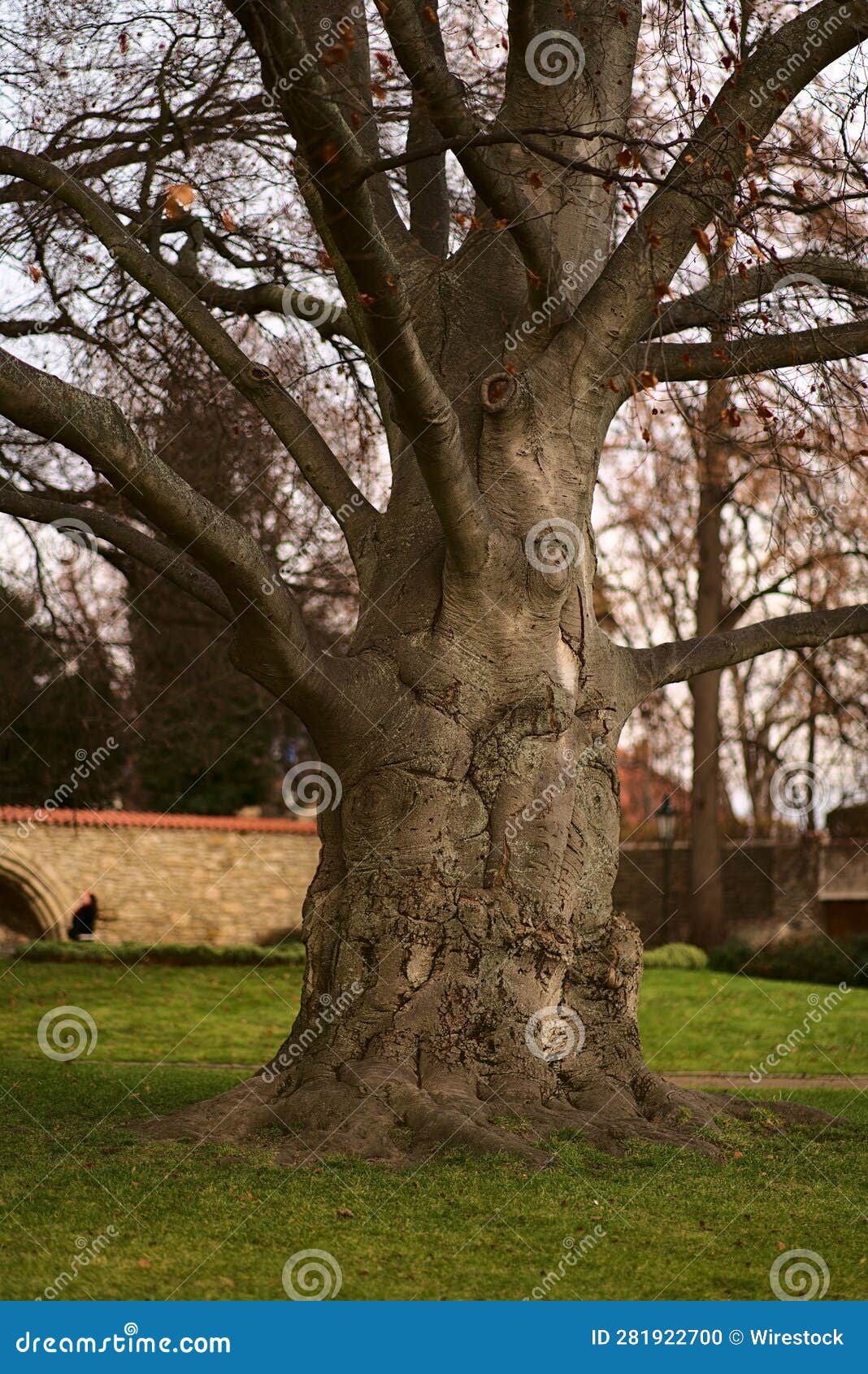 Large Tree Standing in a Natural Setting. Stock Photo - Image of ...