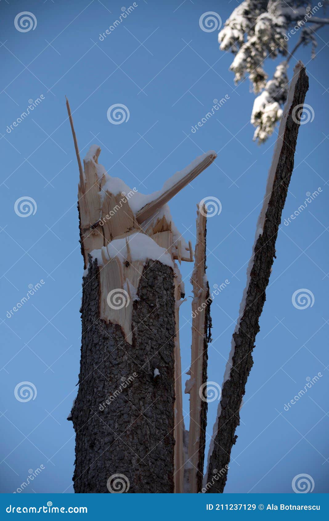Large Tree with Stem Broken by the Snow Cyclone in January in Europe ...