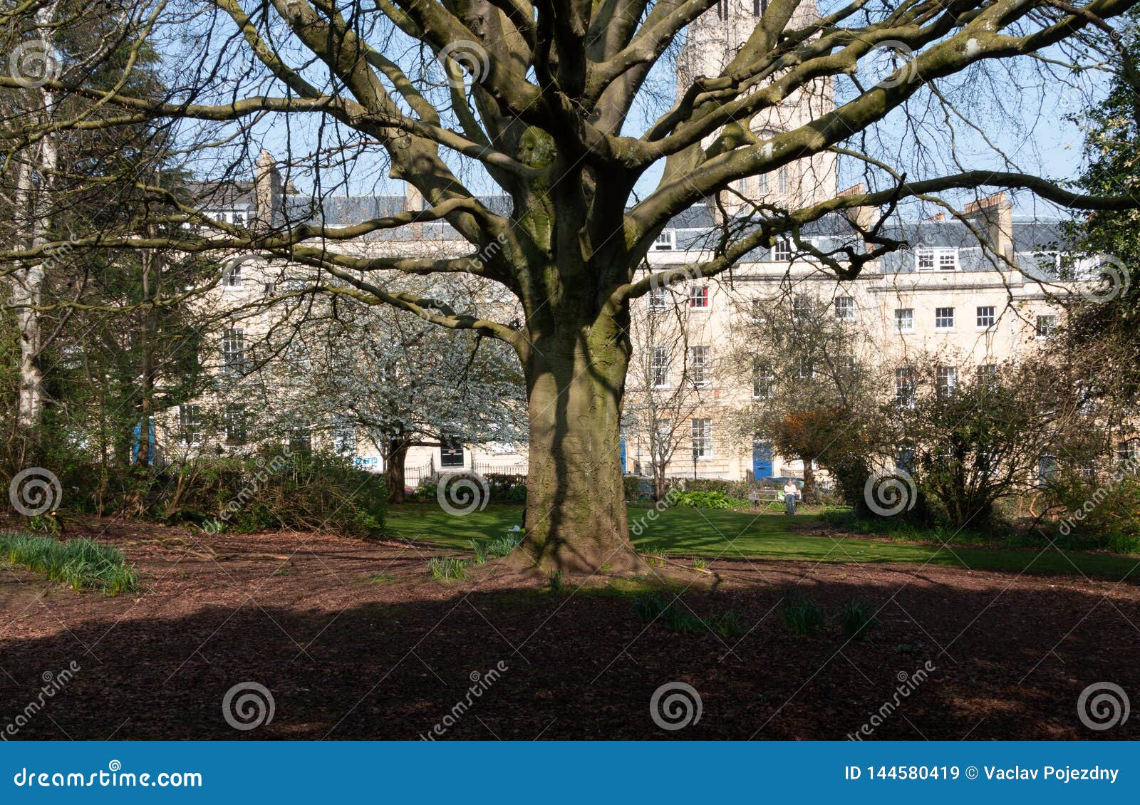 Old Tree with Sturdy Branches Stock Image - Image of beauty, shade ...
