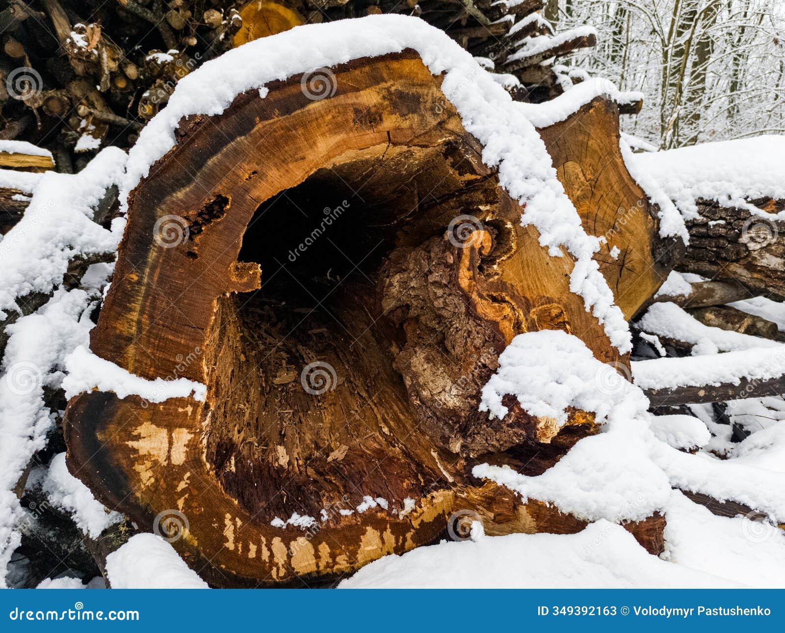 A Large Tree Stump Covered in Snow in the Woods Stock Image - Image of ...