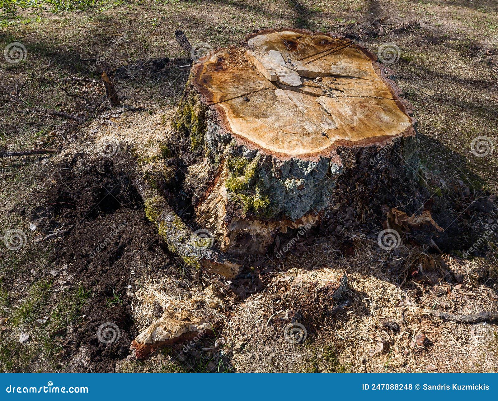 A large tree stump is cut stock photo. Image of large - 247088248