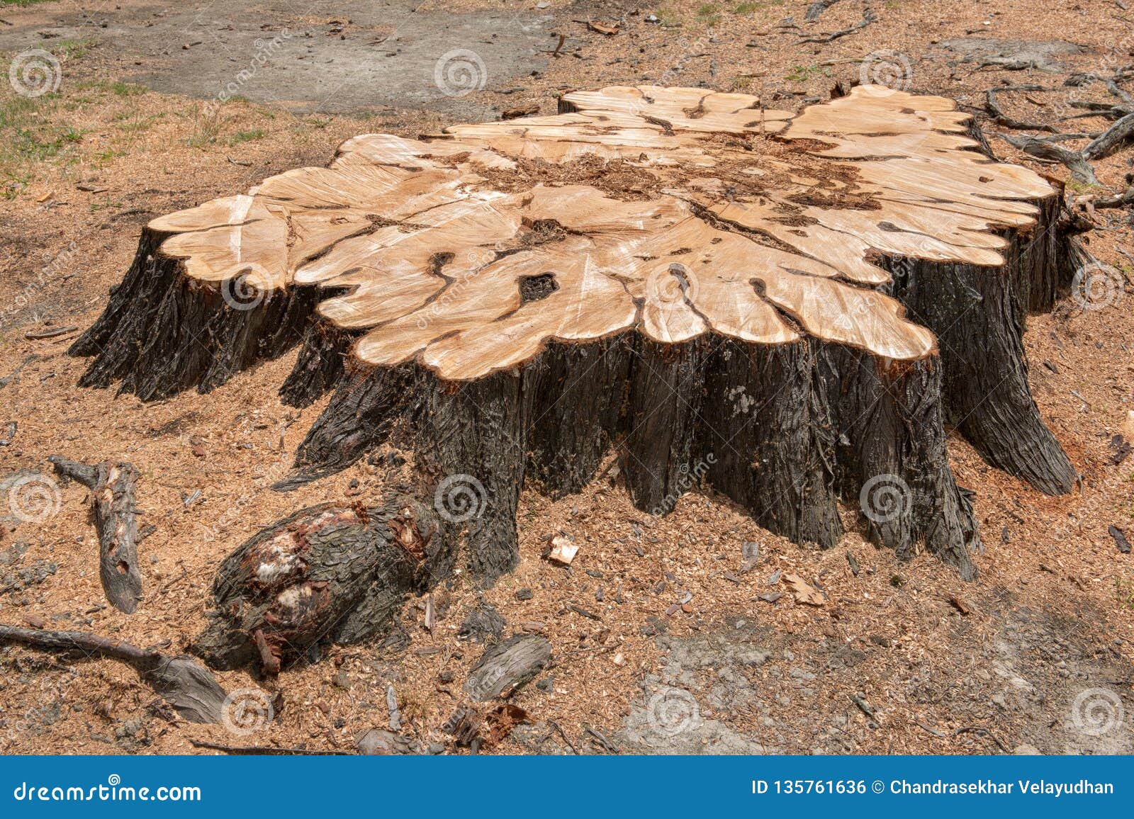 Large Tree Stump of a Freshly Cut Tree Stock Photo - Image of circle ...
