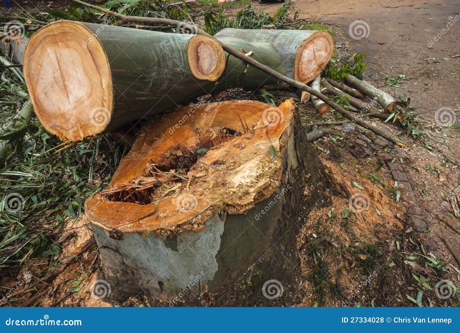 Large Tree Stump Logs stock photo. Image of stacked, heavy - 27334028