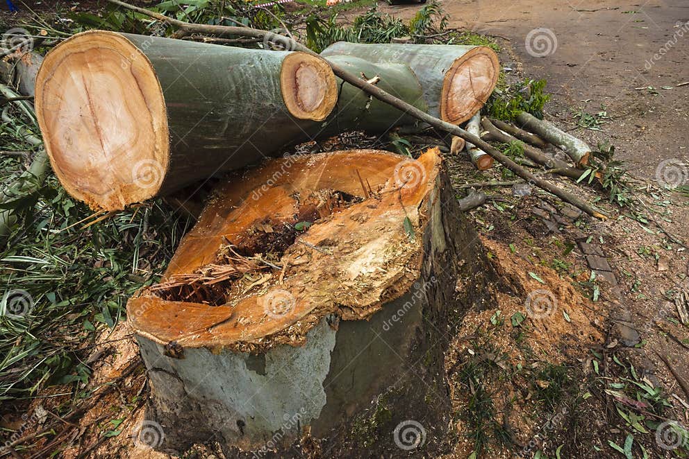 Large Tree Stump Logs stock photo. Image of stacked, heavy - 27334028