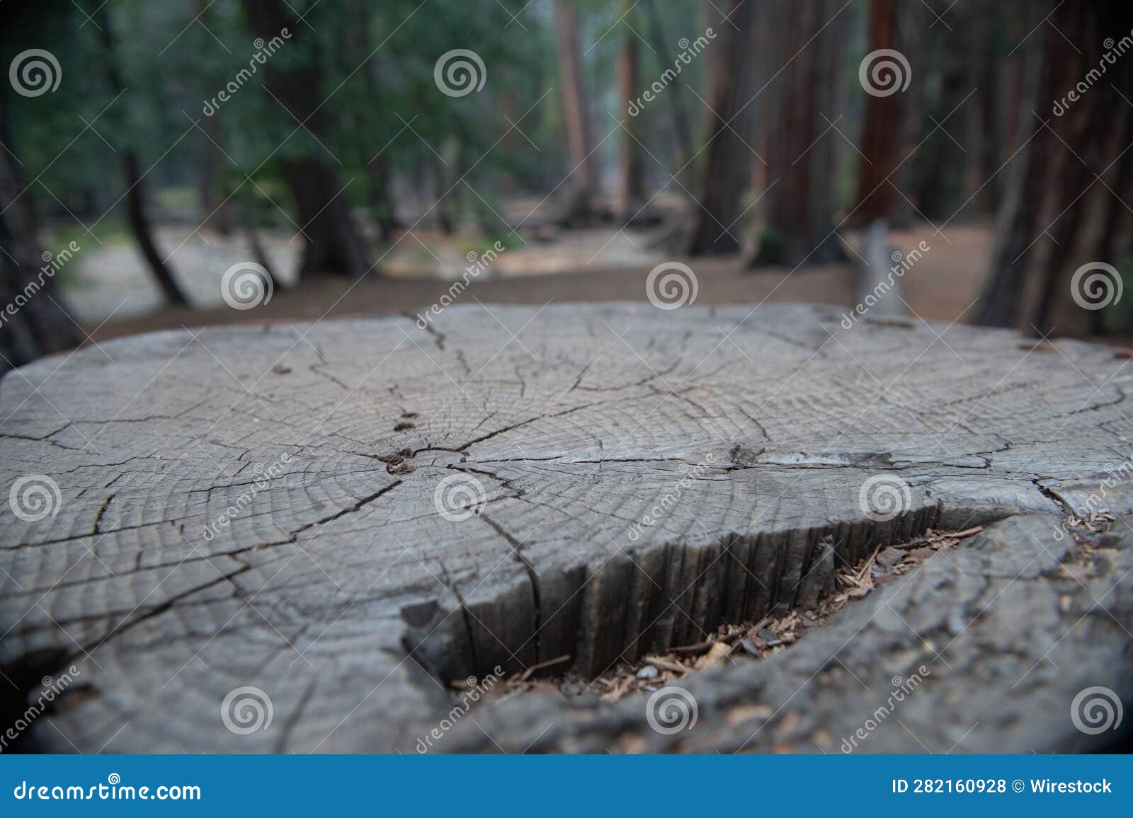 Large Tree Stump on a Lush Green Grassy Meadow with a Backdrop of Trees ...