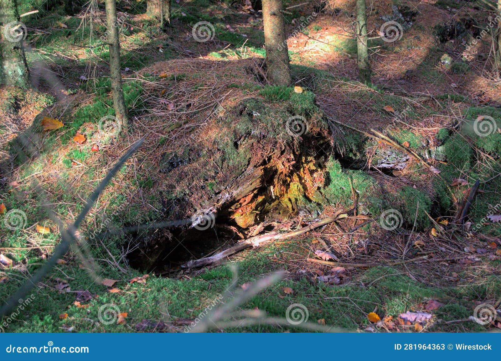 Large Tree Stump Lying in a Natural Wooded Environment Stock Image ...