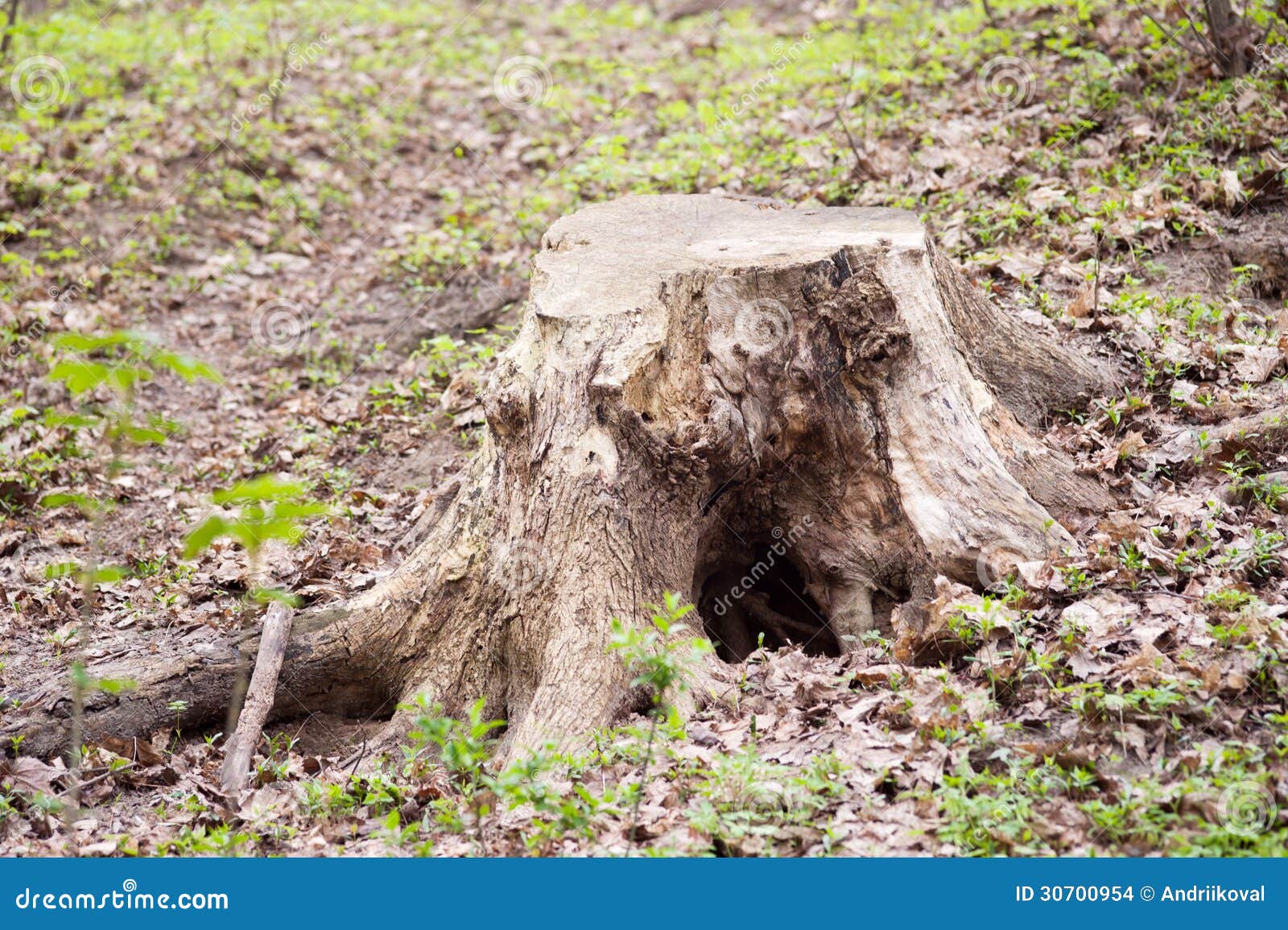 Large tree stump stock photo. Image of nature, root, park - 30700954