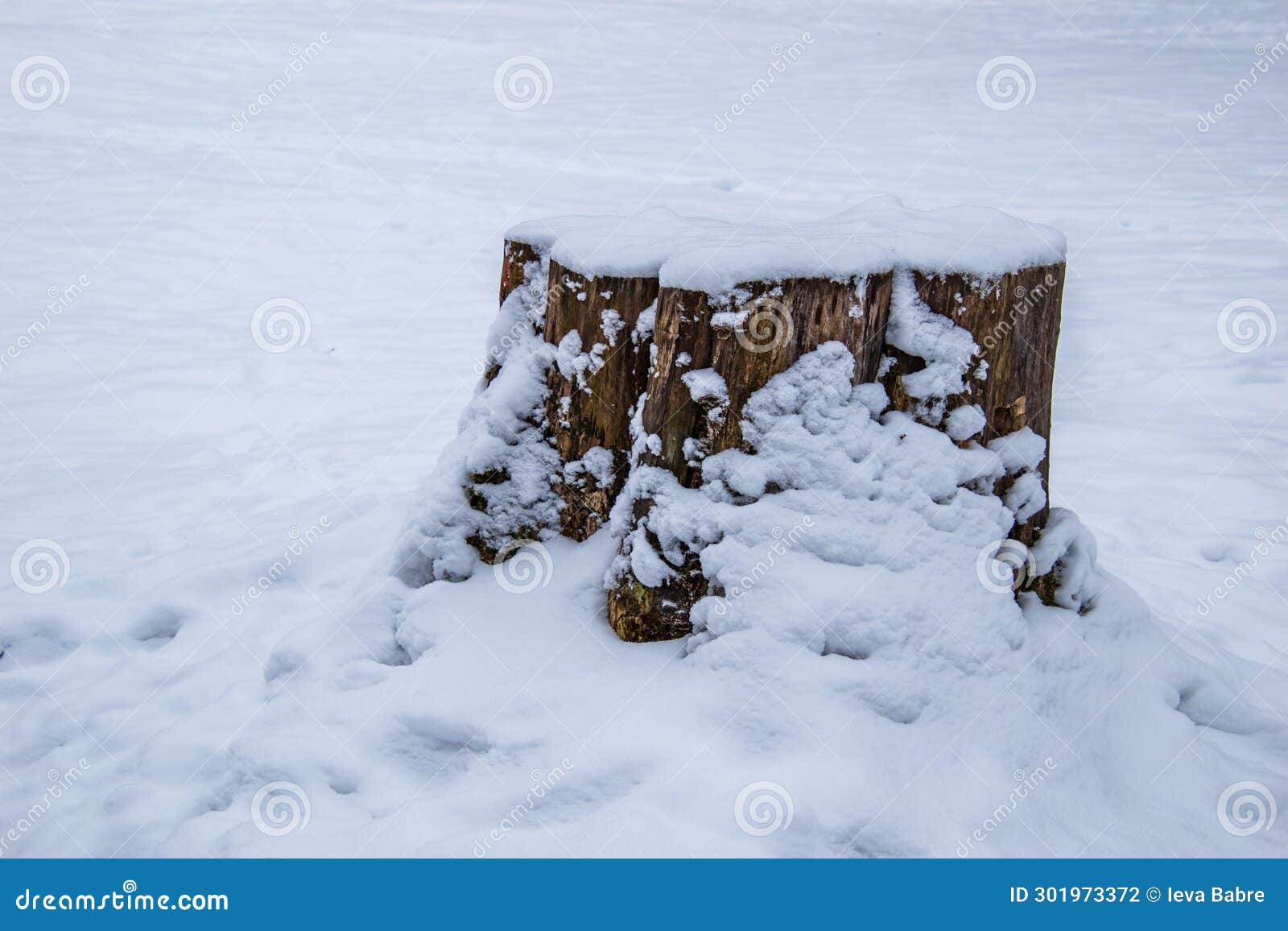 Large Tree Stump in the Park Covered in Snow Stock Photo - Image of ...