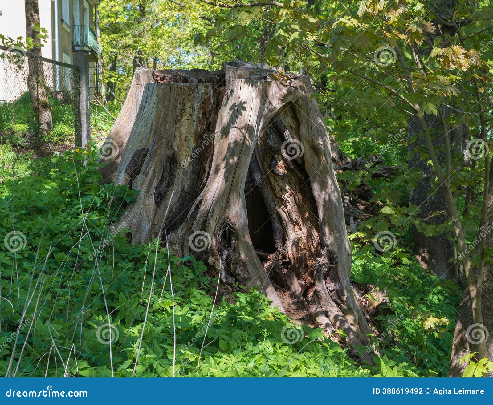 Large Tree Roots, Huge Rough Tree Rhizome Stock Image | CartoonDealer ...