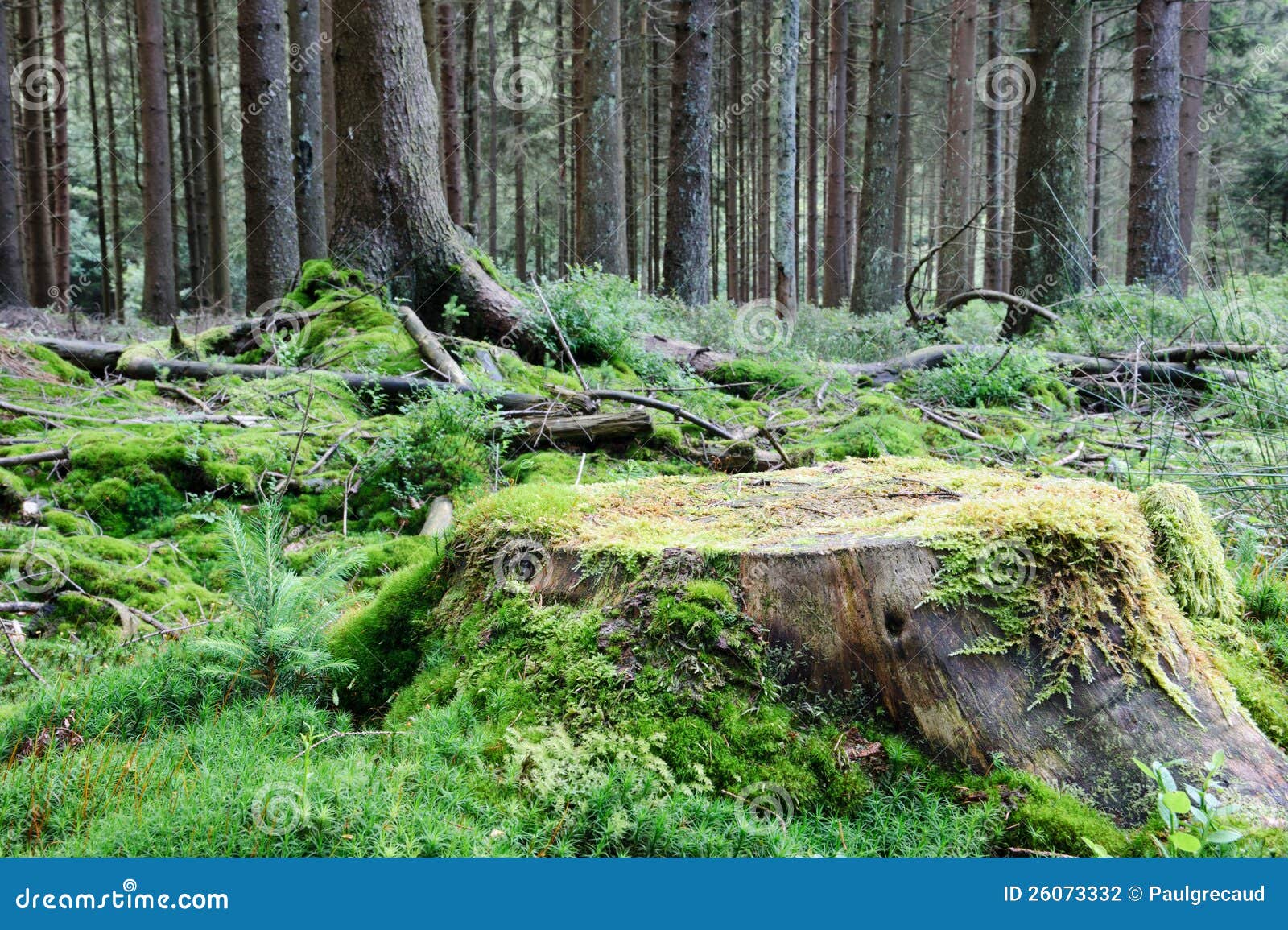 Large Tree Stump in Summer Forest Stock Photo - Image of morning ...