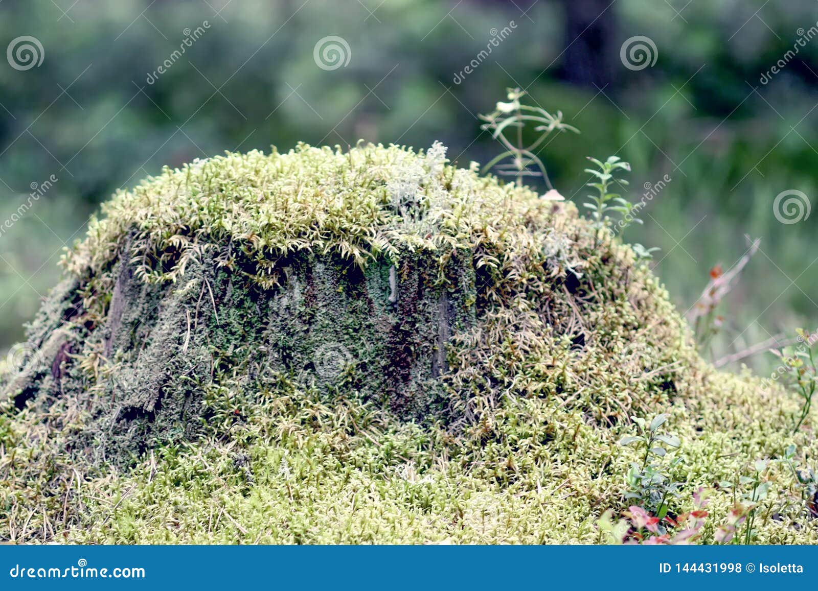 Large Tree Stump in Summer Forest with Green Moss. Stock Photo - Image ...