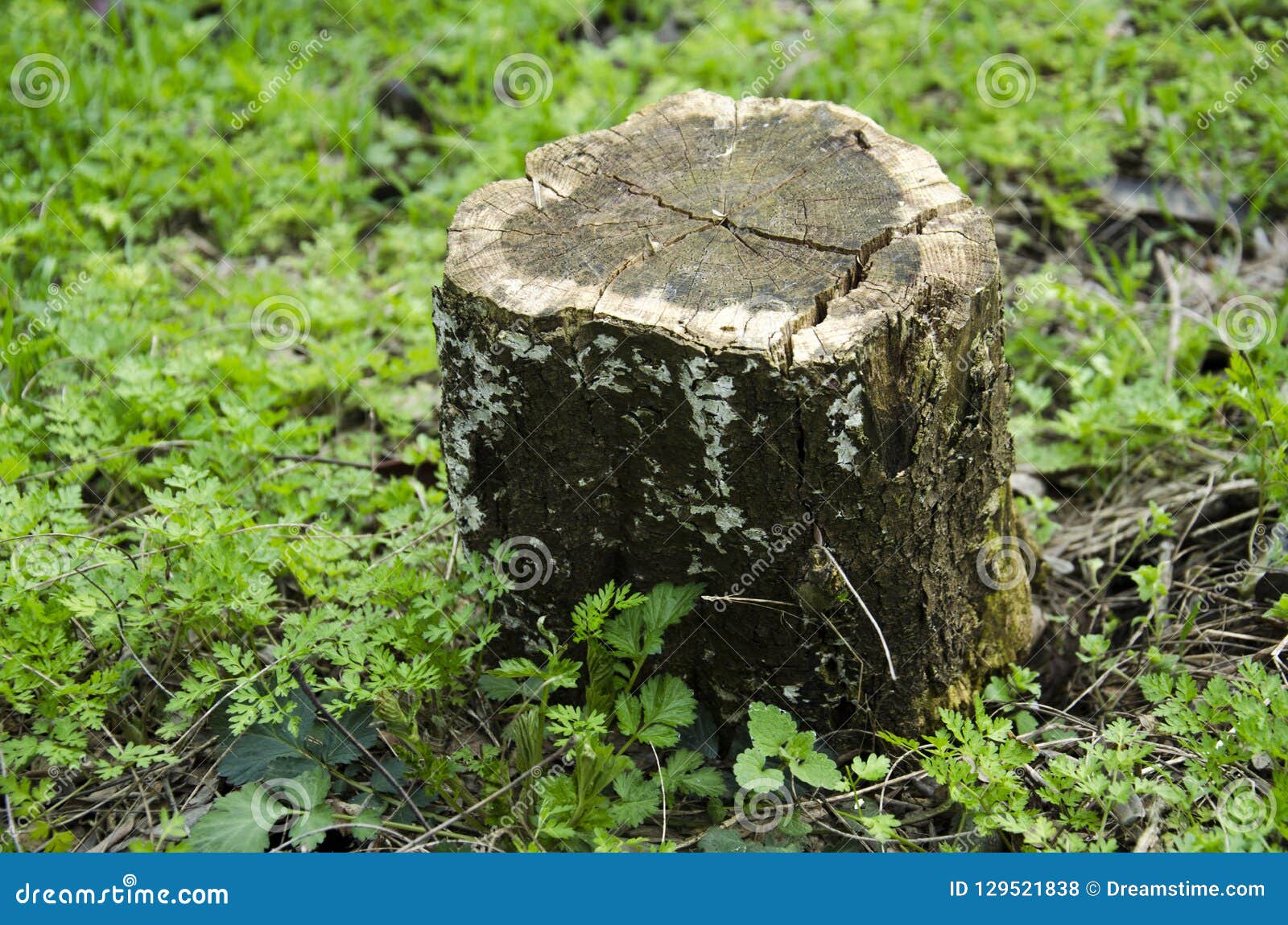 Large Tree Stump in Sunny Spring Forest Stock Photo - Image of place ...