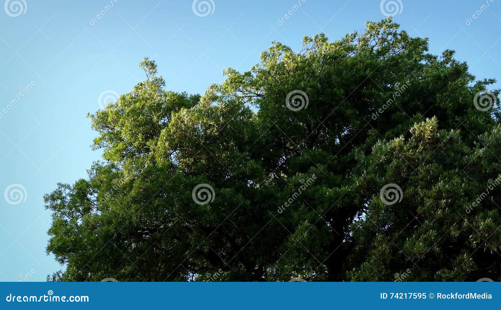 Large Tree Sways in Wind stock video. Video of breezy - 74217595