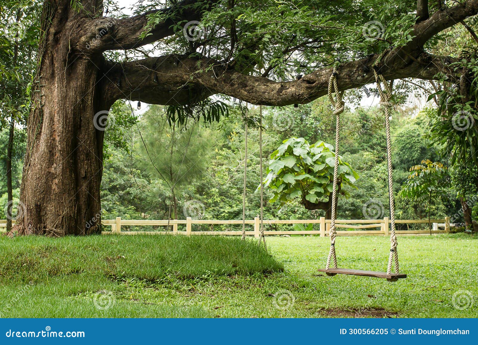 The Large Tree.a Large Tree with a Swing Hanging from it Stock Image ...