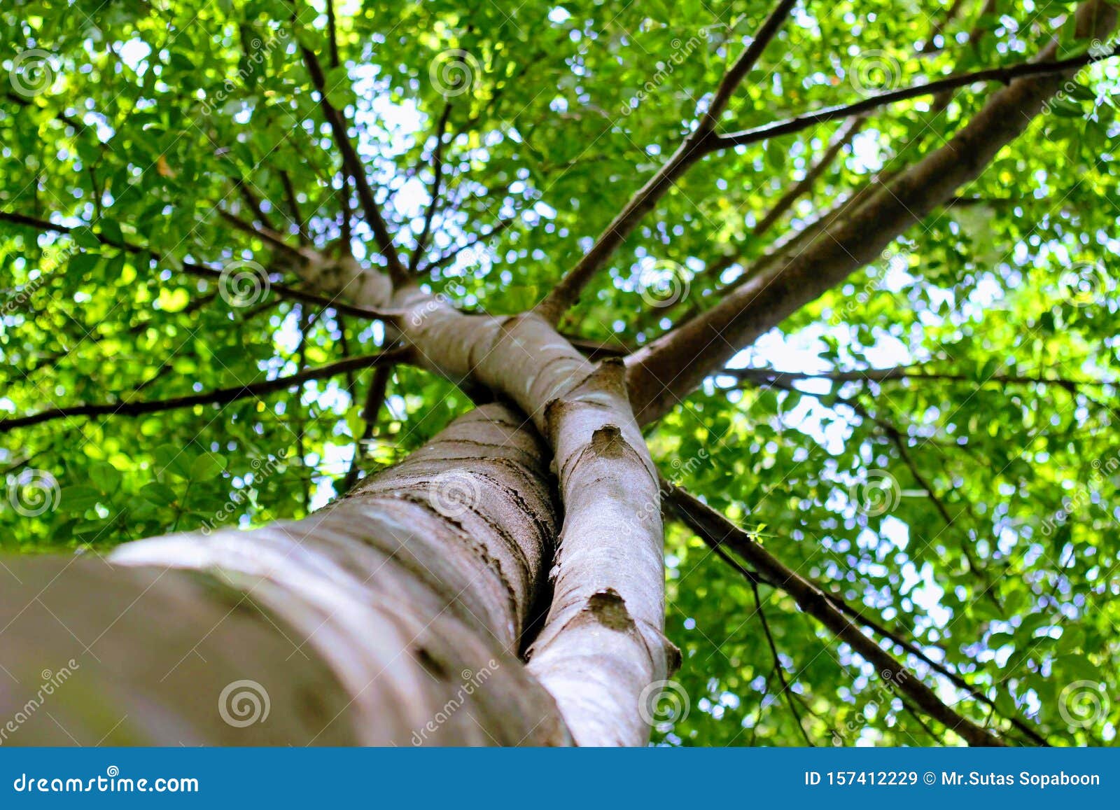 Large Tree by Taking a Shoot from the Base of the Tree To the Top of ...