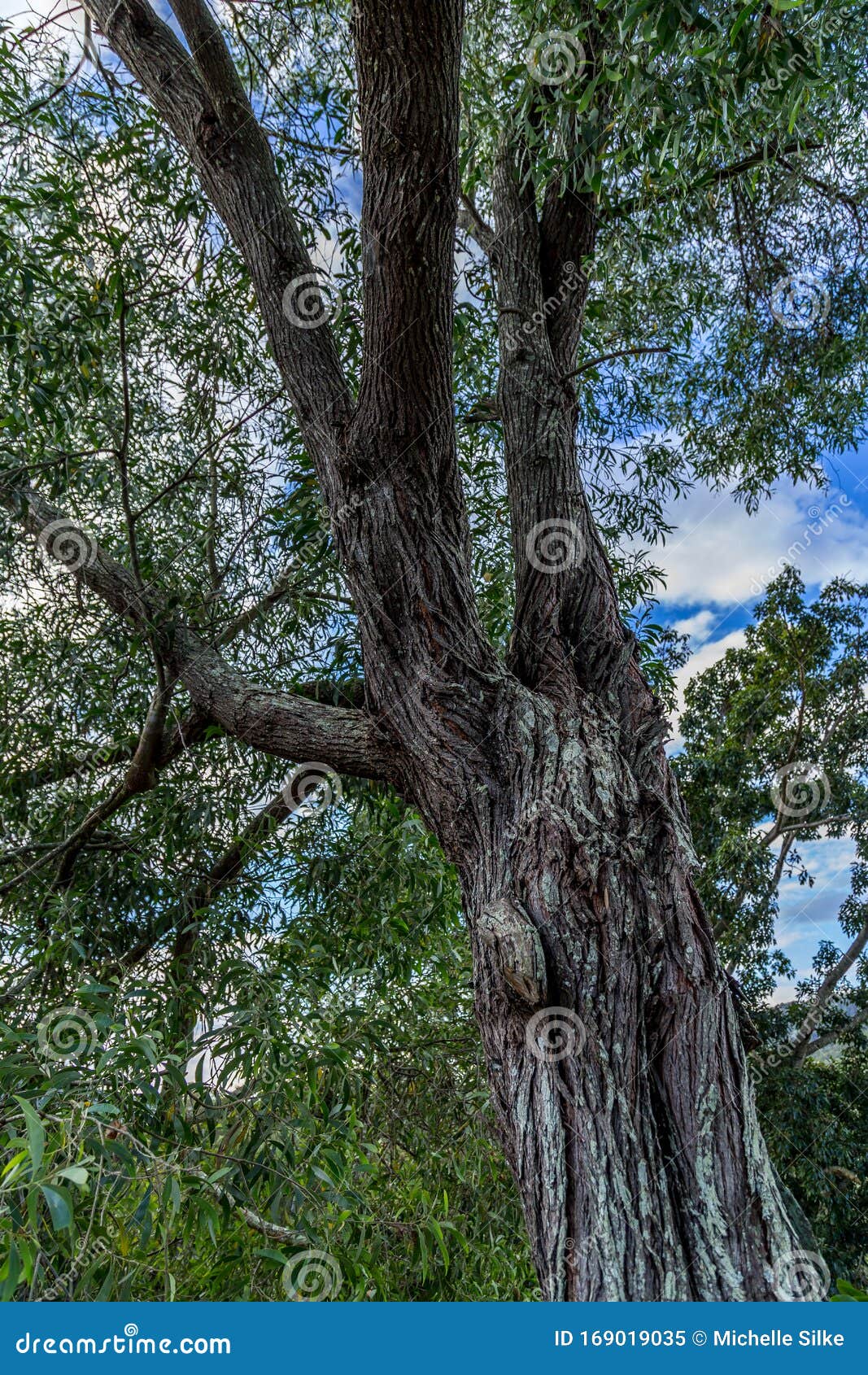 Large Knot Tree with Textured Trunk Stock Image - Image of background ...