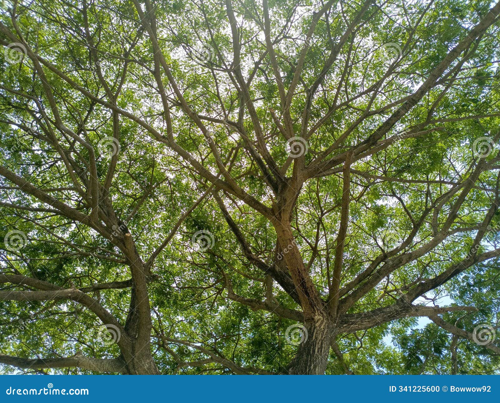 A Large Tree with Thick Branches and Leaves. a Shady Tree Stock Photo ...