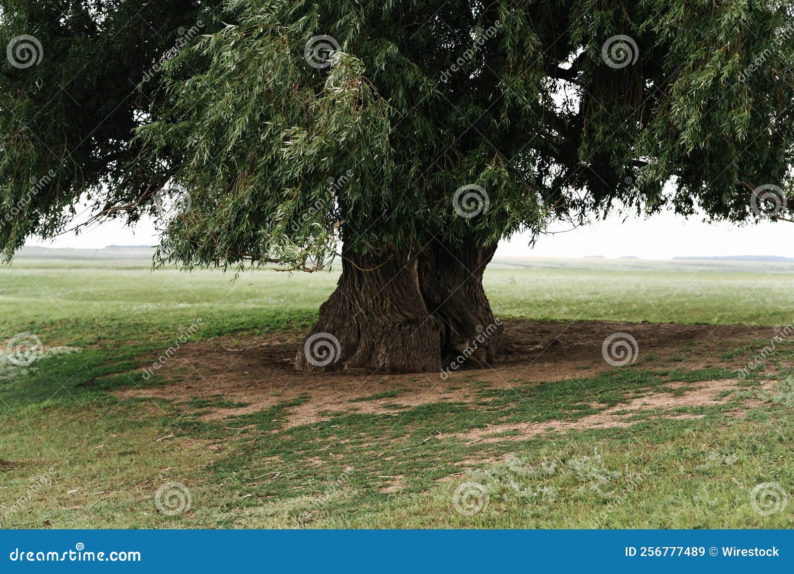 Large Tree with a Thick Trunk on a Field Stock Image - Image of season ...