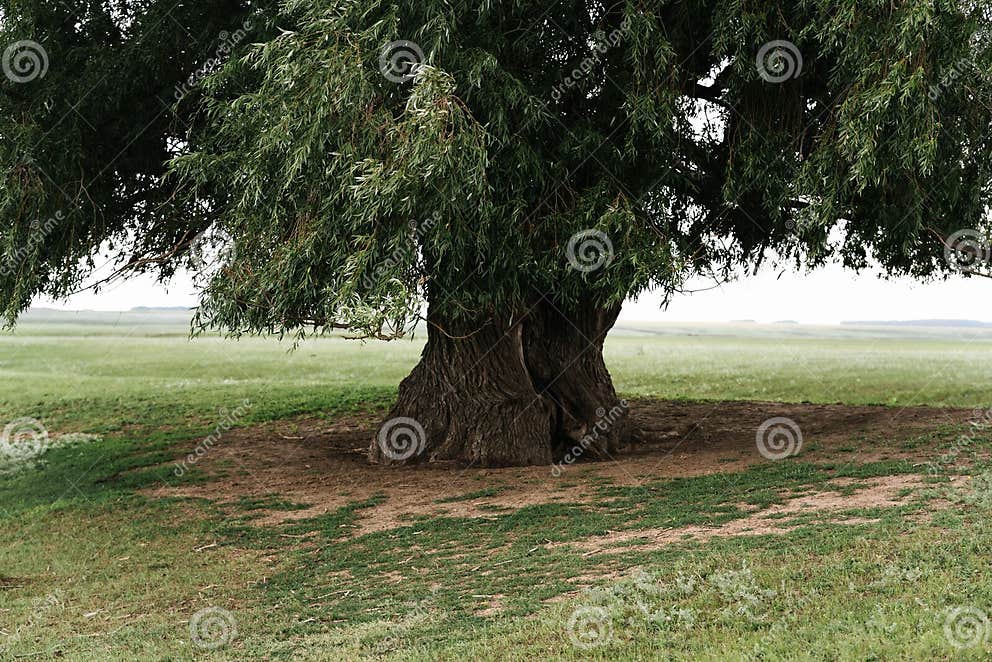 Large Tree with a Thick Trunk on a Field Stock Image - Image of season ...