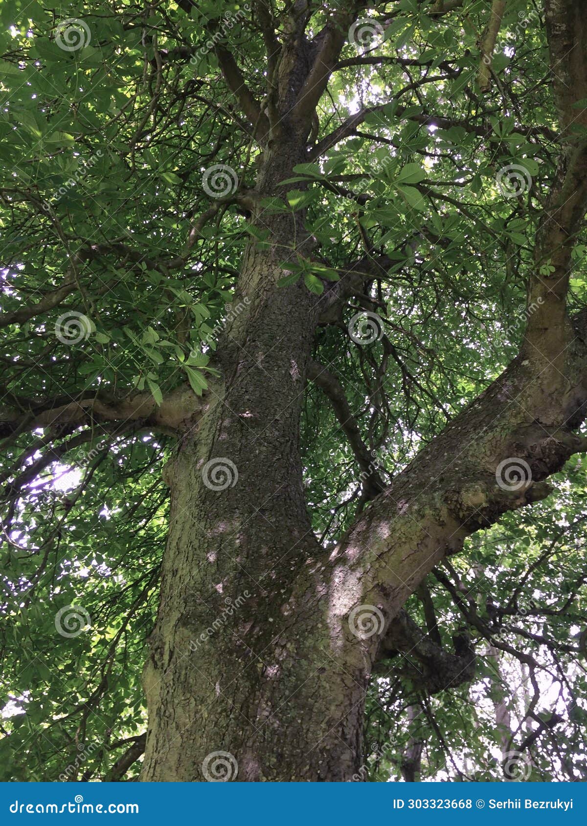A Large Tree with a Thick Trunk in the Forest. View from Below. Natural ...