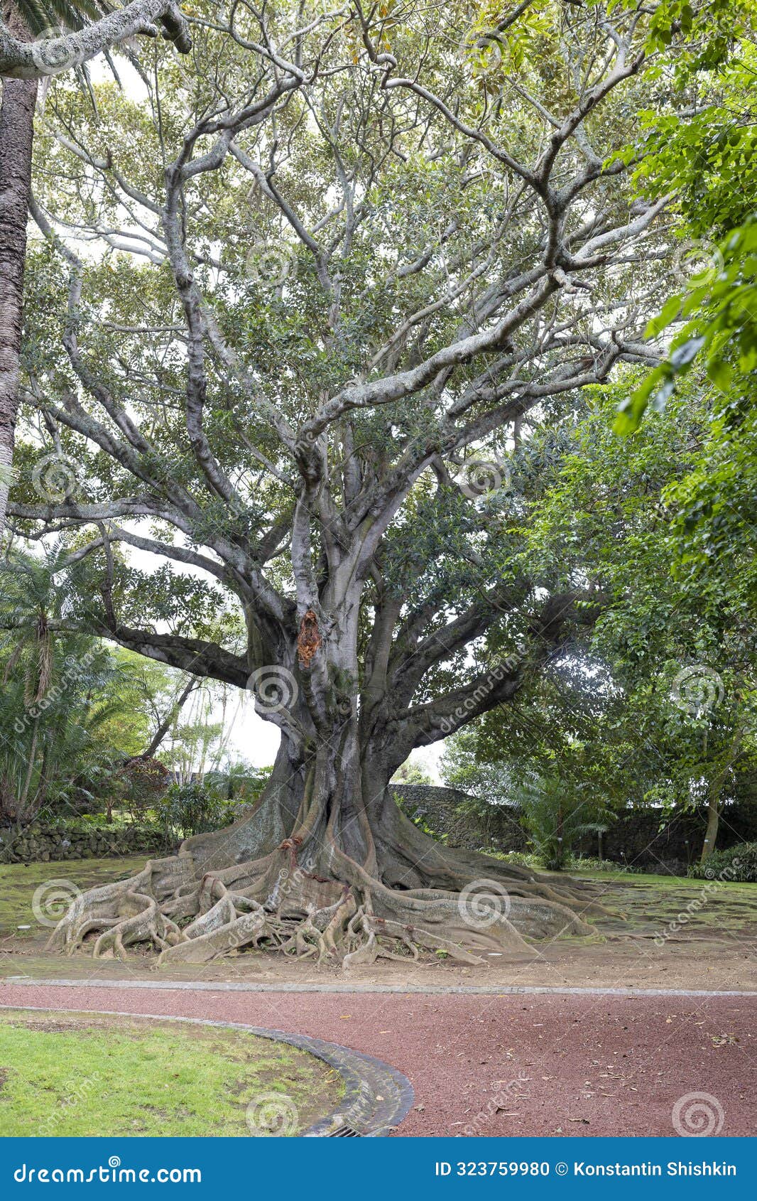 A Large Tree with a Thick Trunk and Many Roots Stock Photo - Image of ...