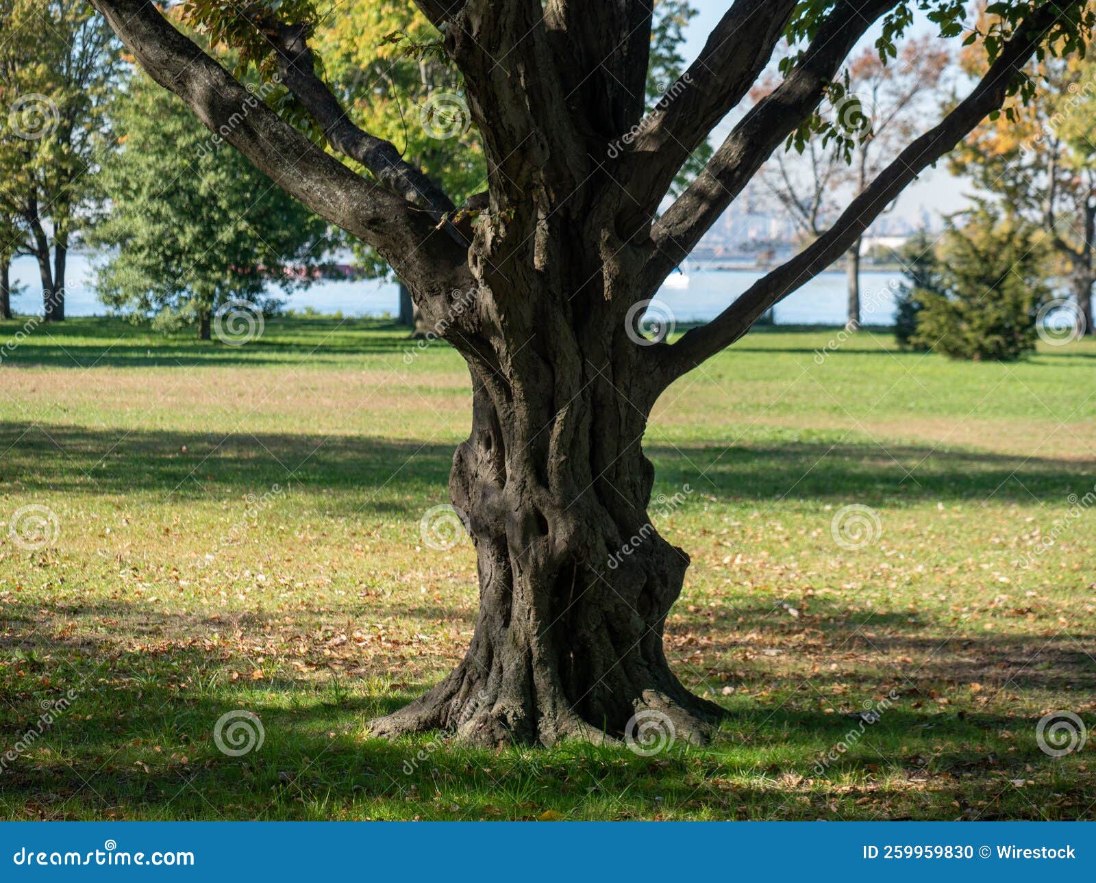 A Large Tree with a Thick Trunk in the Park Stock Photo - Image of ...