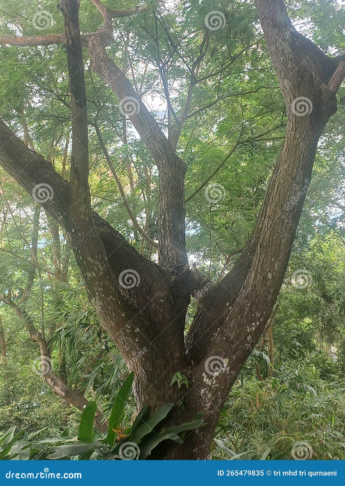 A Large Tree with Three Branches, in the Middle of a Thick Forest Stock ...
