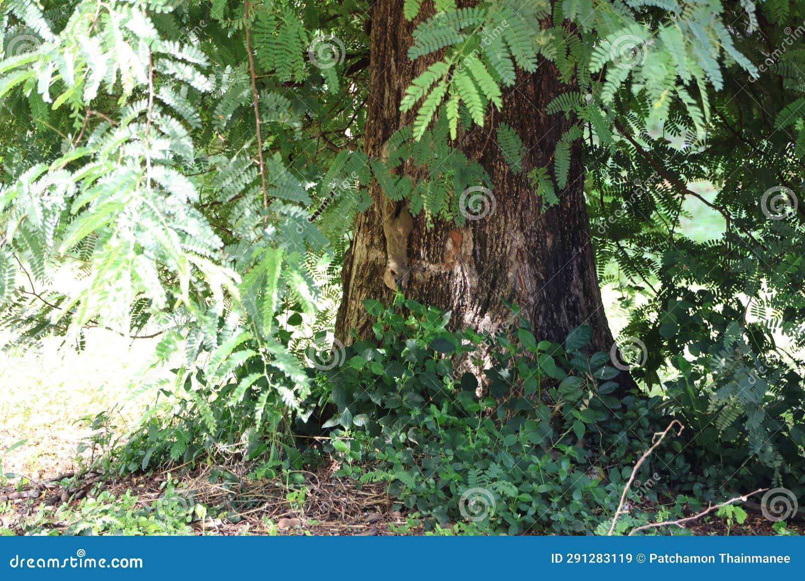 A Large Tree in the Tropical Forest, a Tamarind Tree with Green Leaves ...