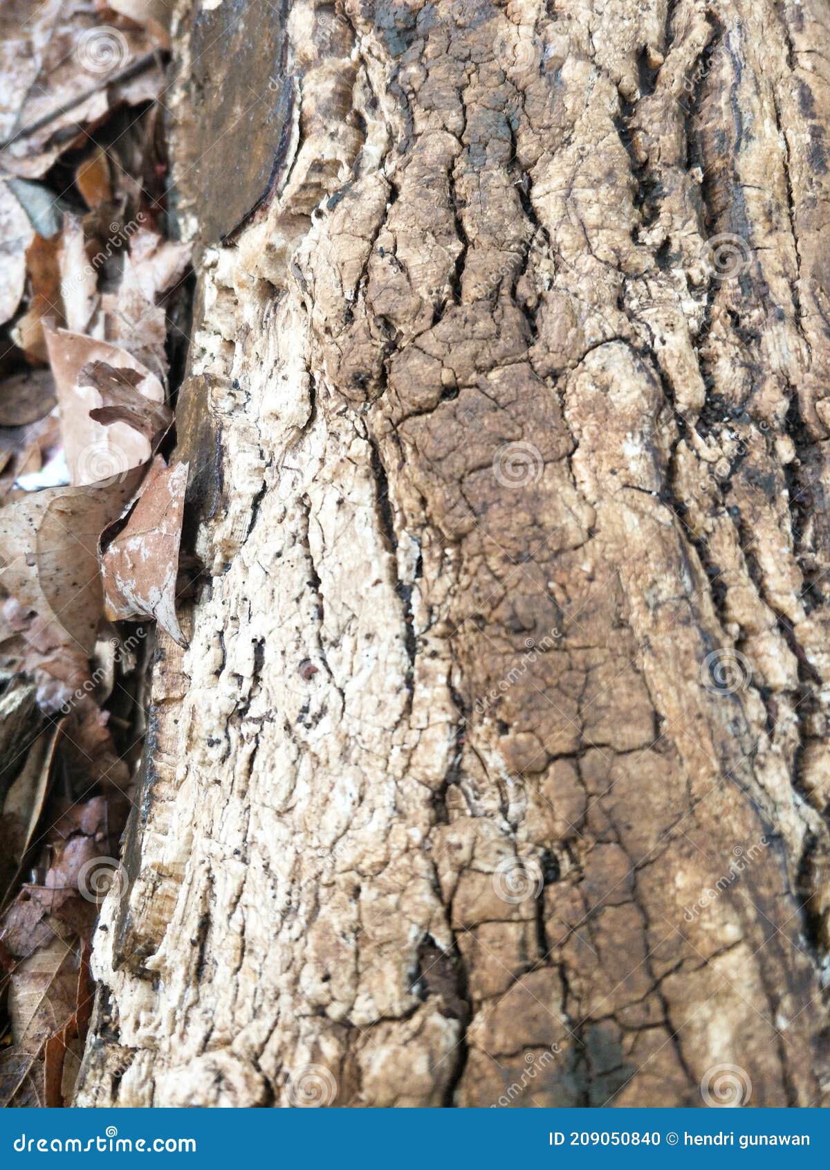 Large tree trunk stock photo. Image of large, trunk - 209050840