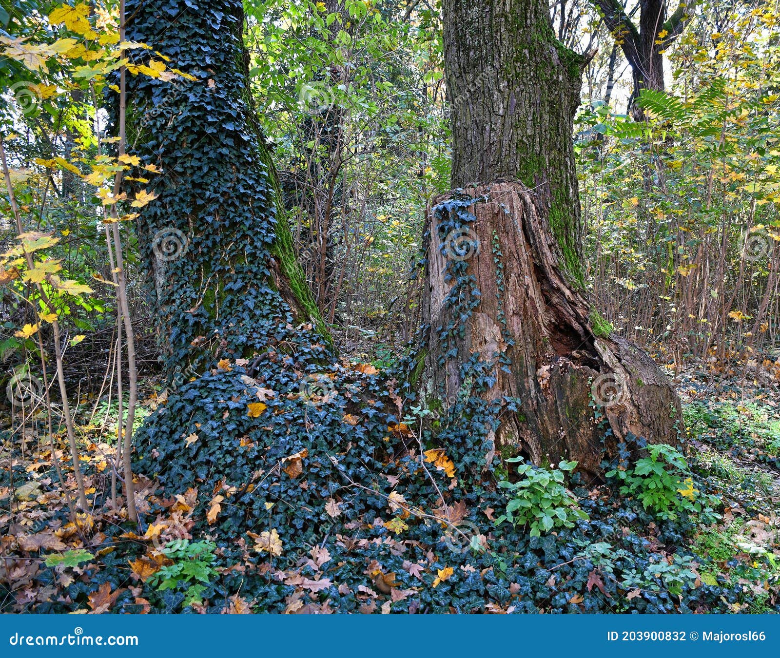 Large Tree Trunk in Autumn Time Stock Photo - Image of selective, trunk ...
