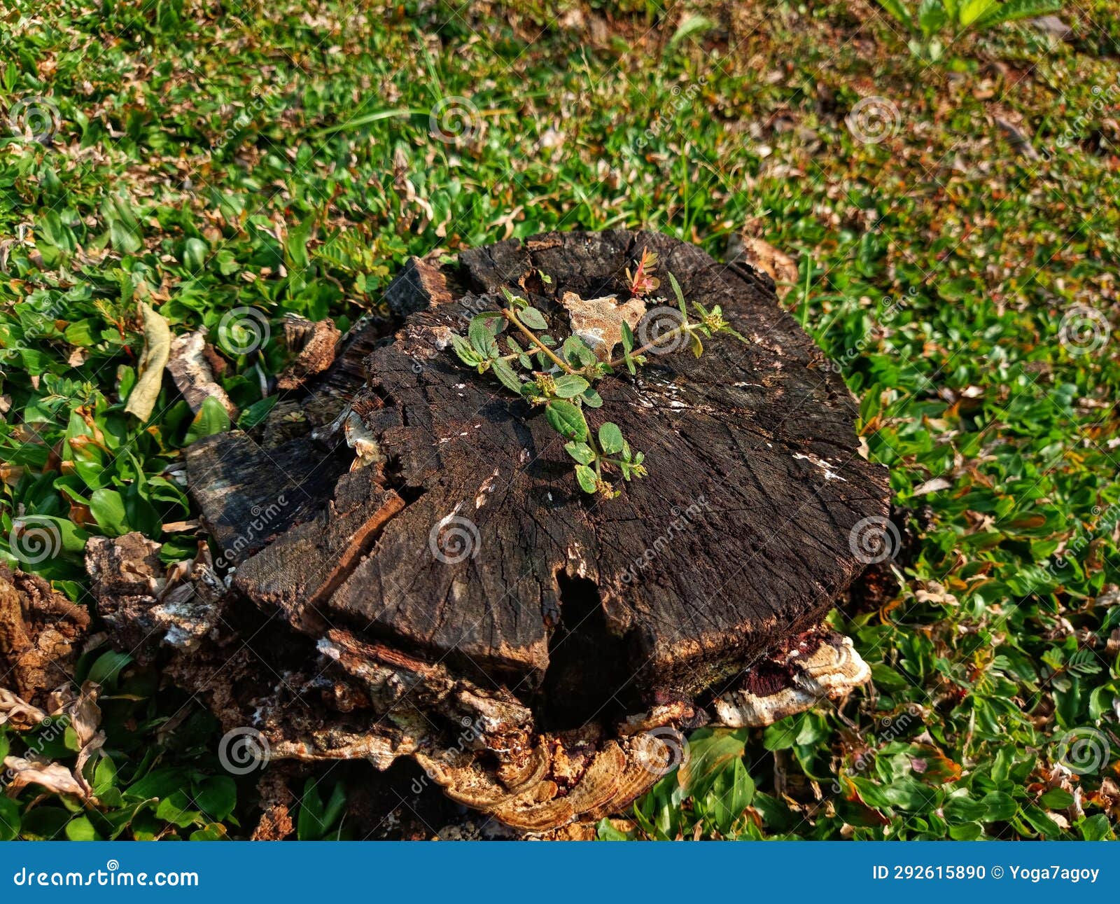 A Large Tree Trunk after Being Cut Down Stock Photo - Image of large ...
