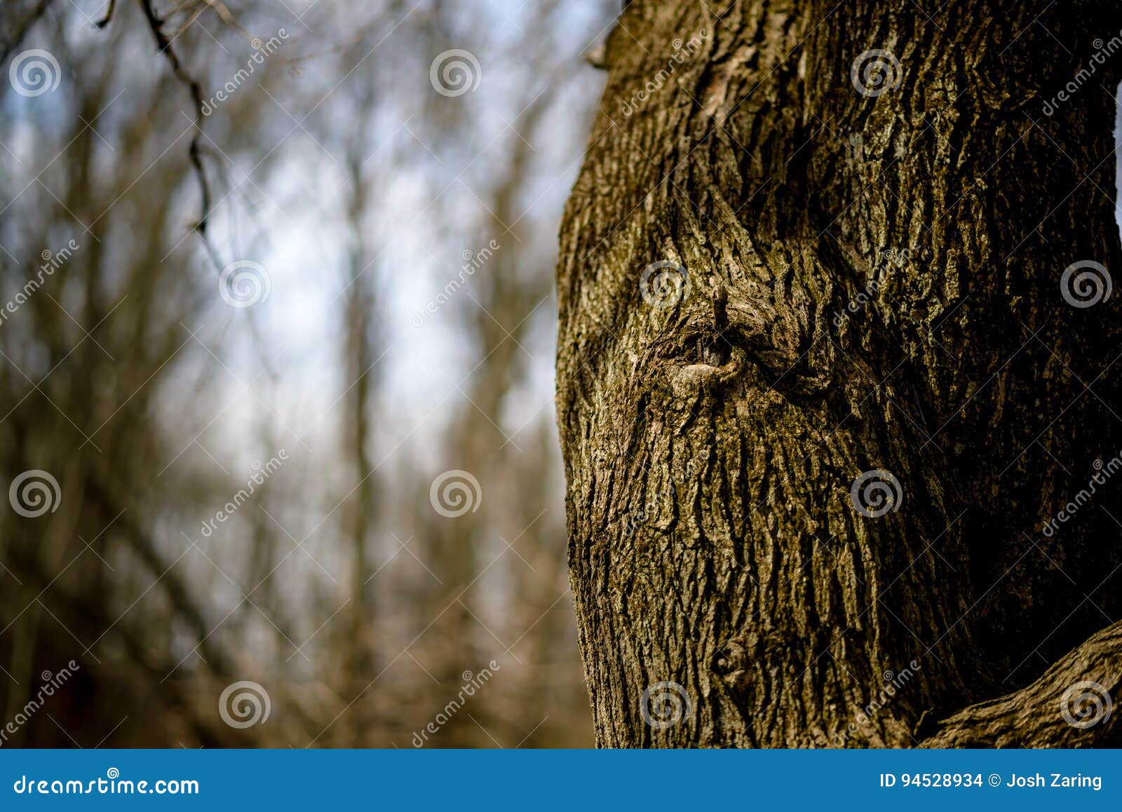 Large Tree Trunk with Blurred Copyspace Stock Photo - Image of close ...