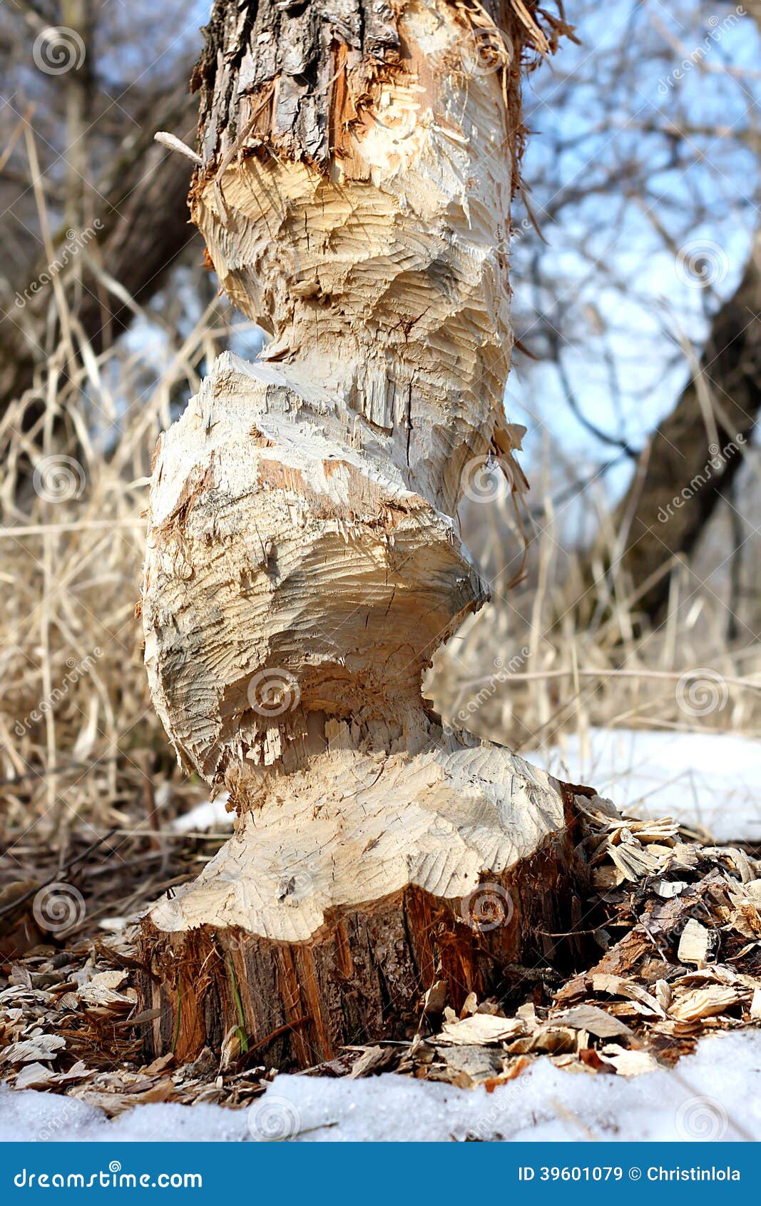 Large Tree Trunk Chewed Up by Beaver Stock Image - Image of unfinished ...