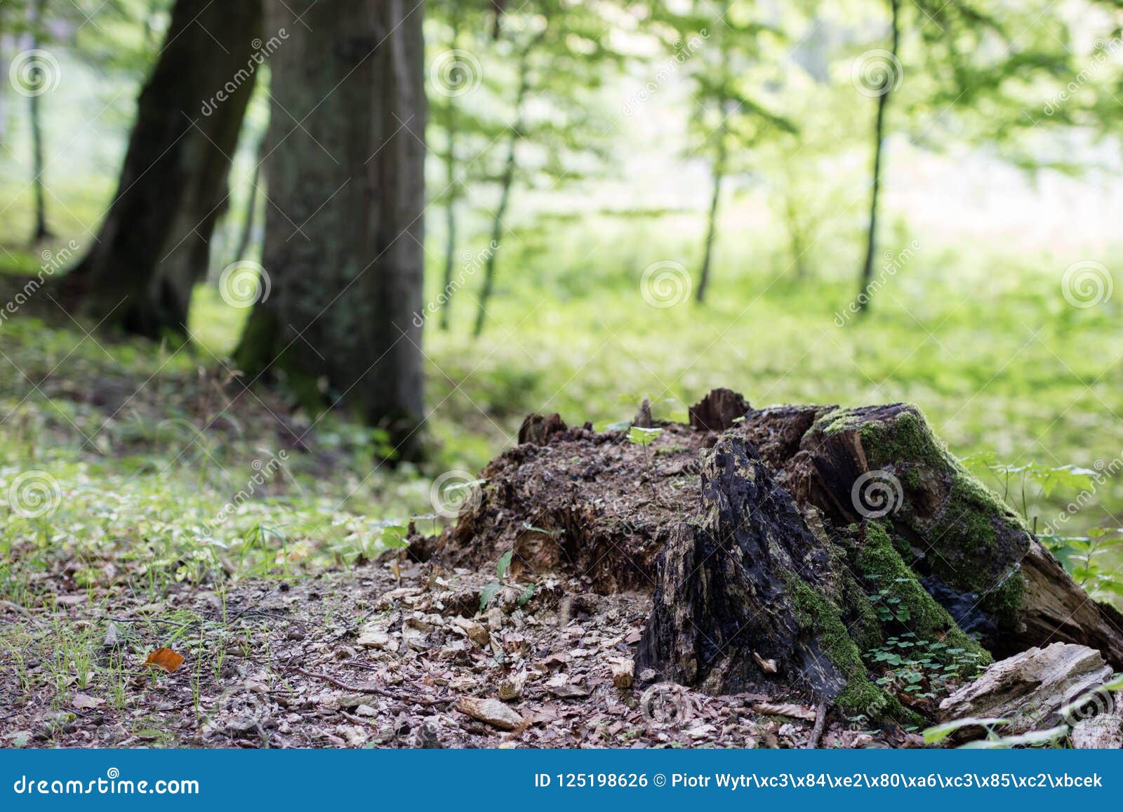 A Large Tree Trunk in a City Park. Path in the Park between Tree Stock ...