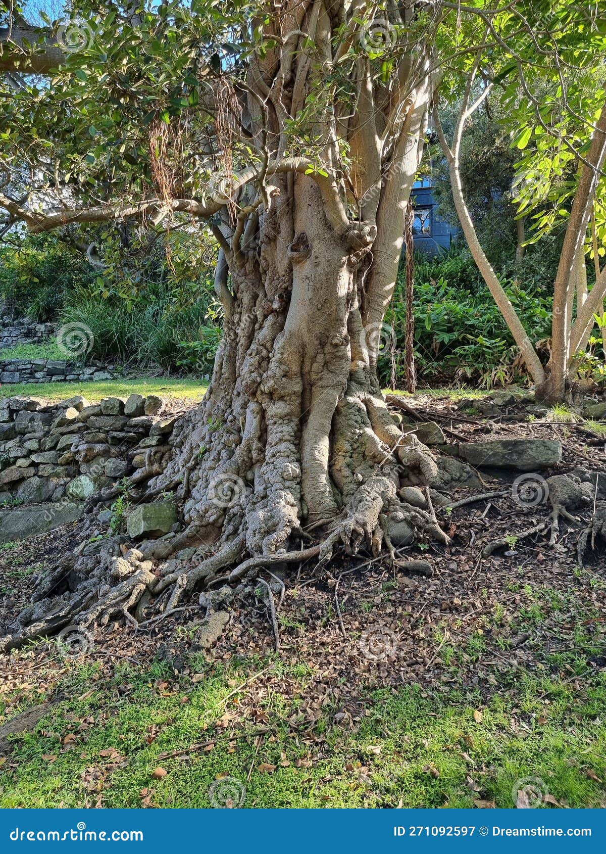 Large Tree Trunk with Exposed Gnarly Roots Stock Image - Image of ...