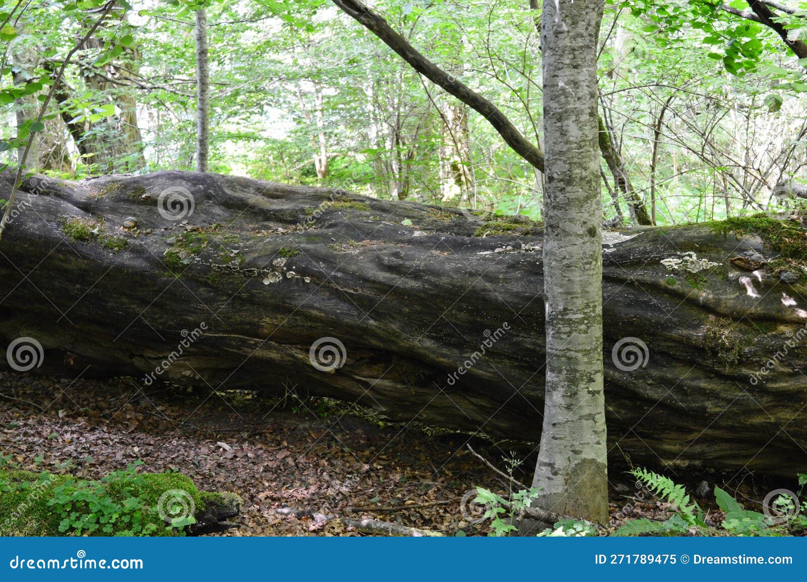 Large Tree Trunk Fell in the Forest Stock Image - Image of wood, flower ...