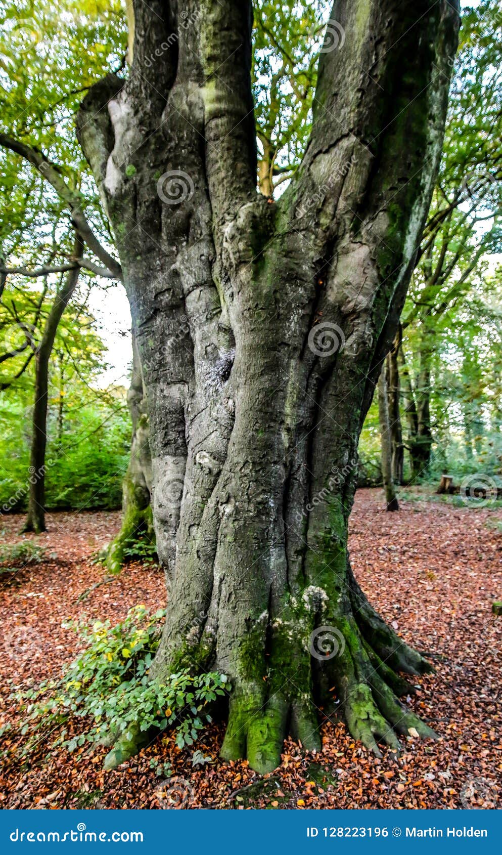 Large Tree Trunk in Wood stock photo. Image of branches - 128223196