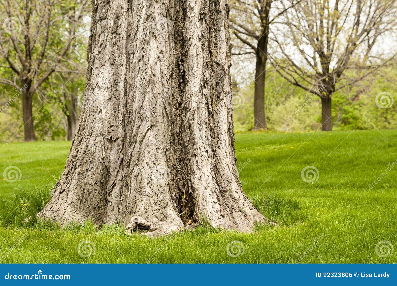Large Tree Trunk with Green Grass in Park Stock Photo - Image of field ...