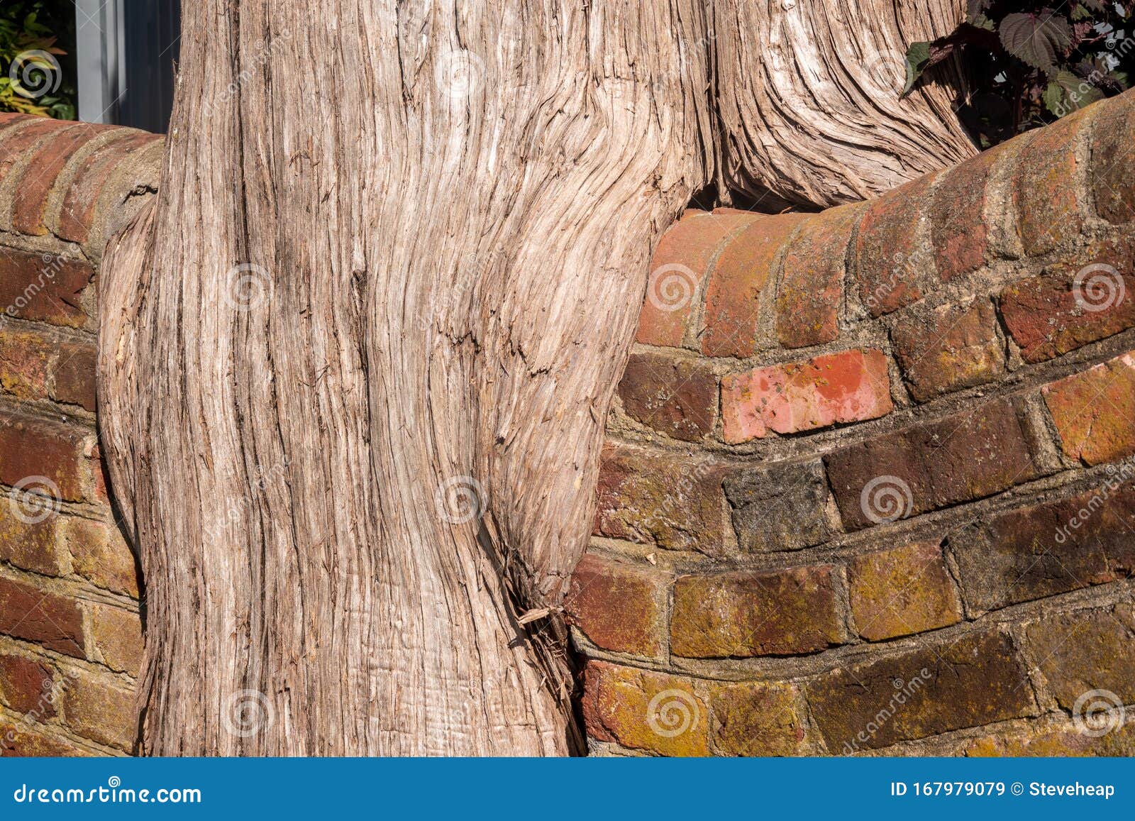 Large Tree Trunk Growing Around Both Sides of a Brick Garden Wall Stock ...