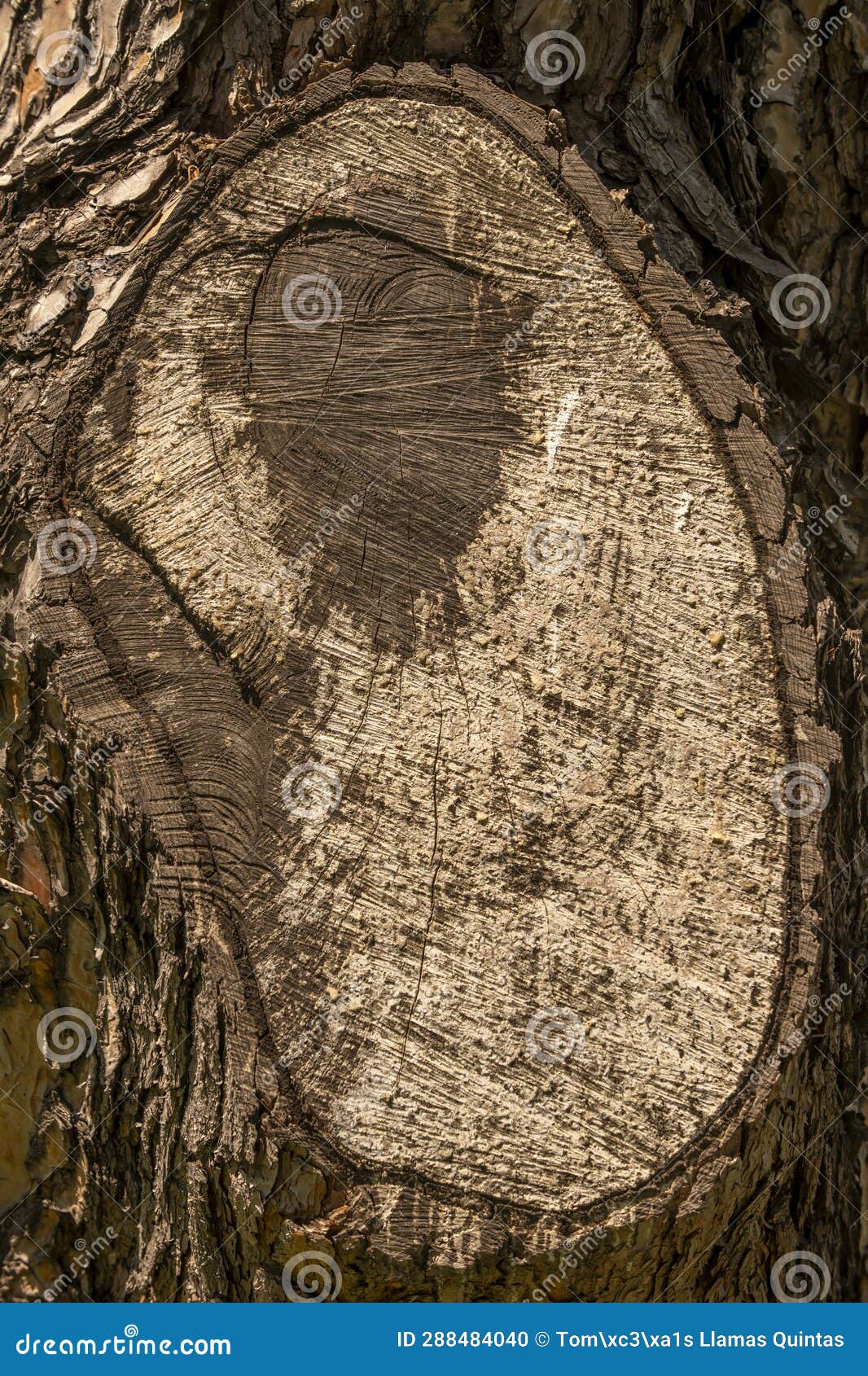 A Large Tree Trunk with a Large Stock Photo - Image of pattern ...