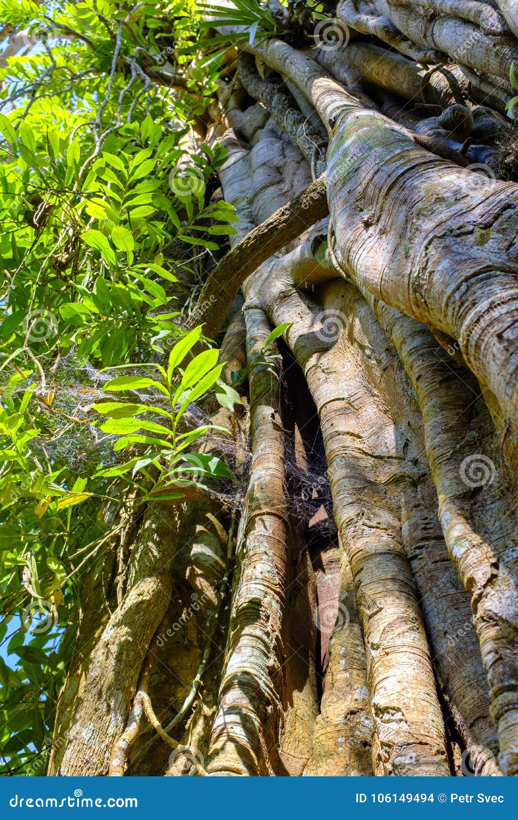 Massive Tree Trunk with Roots Growing Along Stock Photo - Image of ...