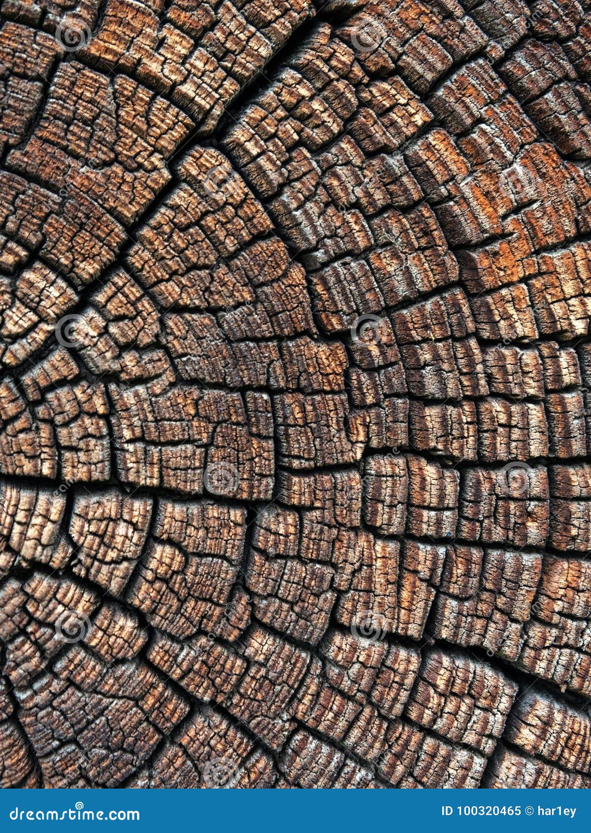 A large tree trunk. stock image. Image of material, growth - 100320465