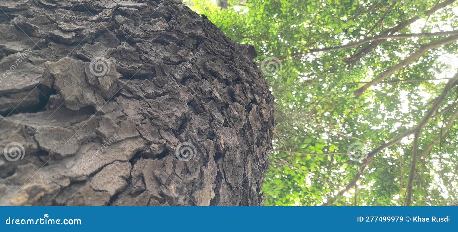 A Large Tree Trunk that Rises High into the Sky Stock Image - Image of ...
