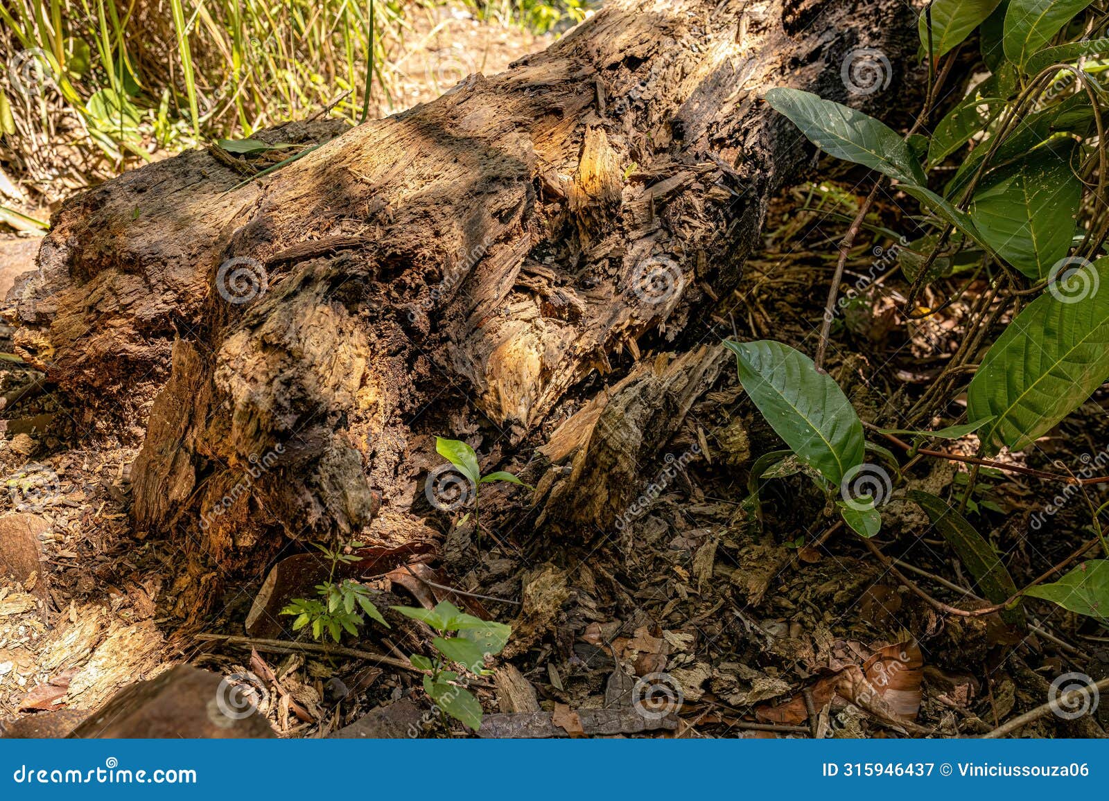 Large Tree Trunk Rotting on the Ground Stock Image - Image of texture ...