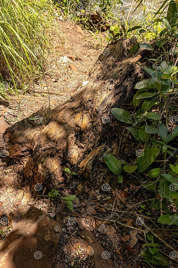 Large Tree Trunk Rotting on the Ground Stock Photo - Image of forest ...