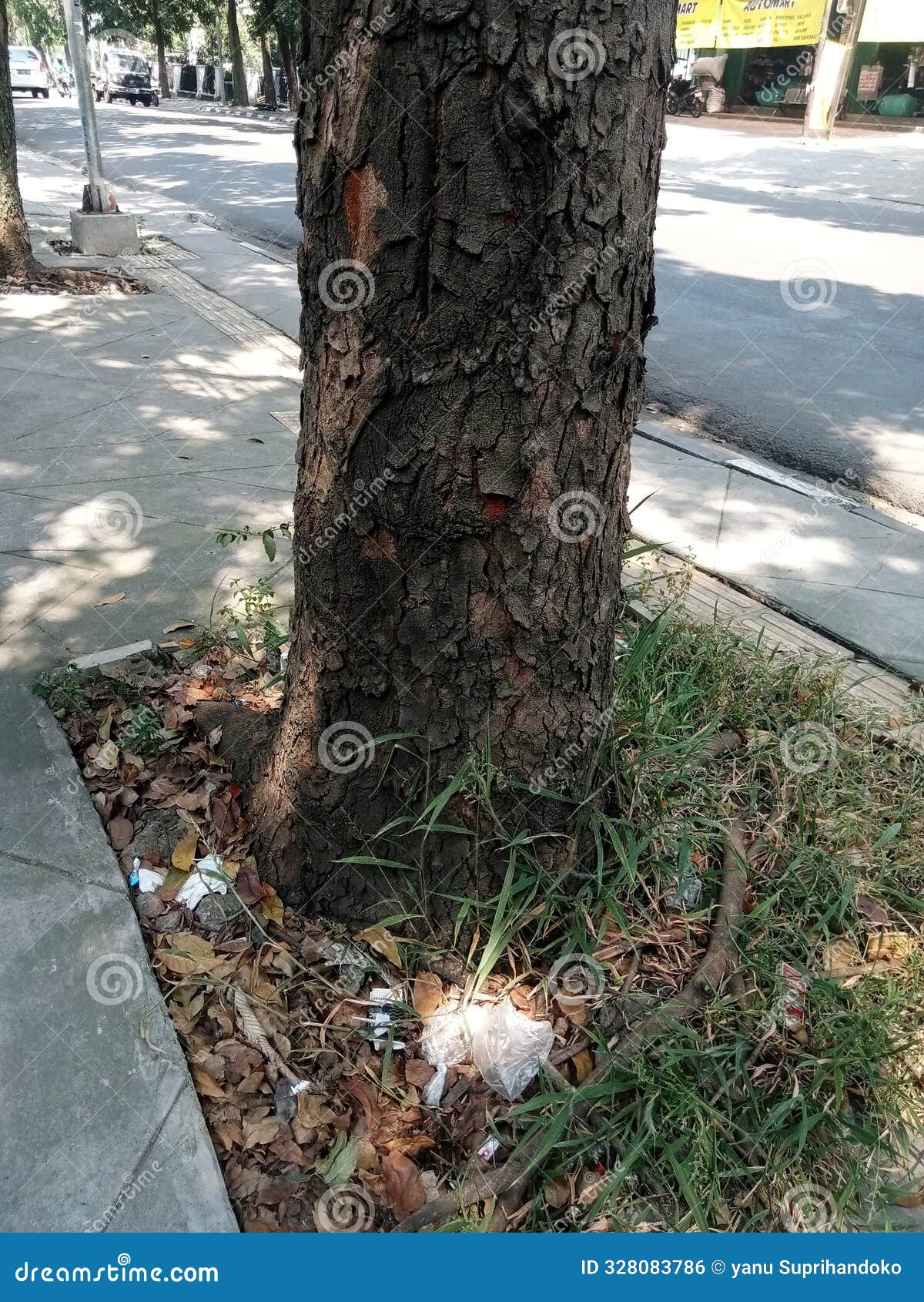 Large Tree Trunk on the Side of the Road Stock Photo - Image of tree ...