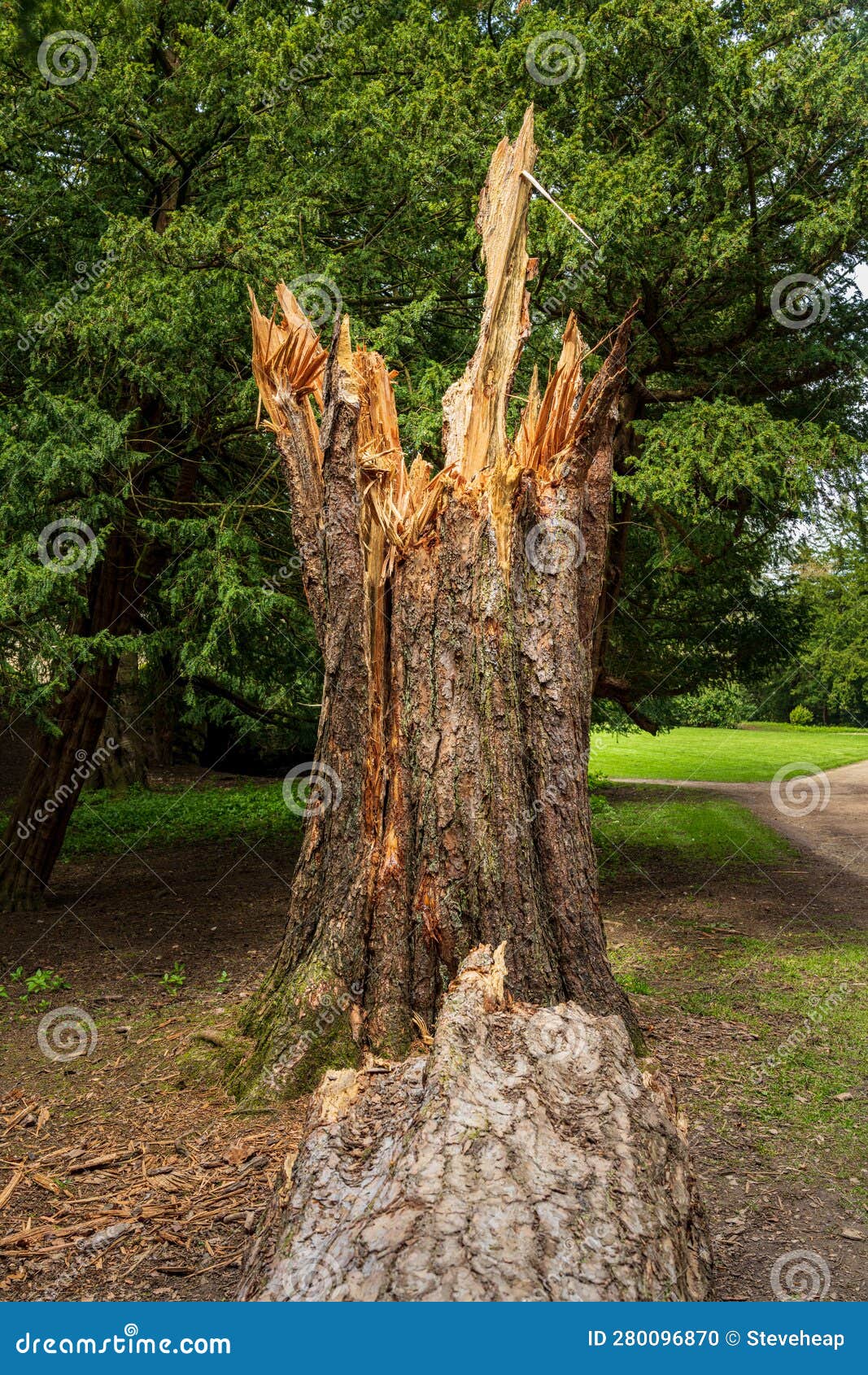 Large Tree Trunk Snapped by High Winds with Tree by the Stump Stock ...