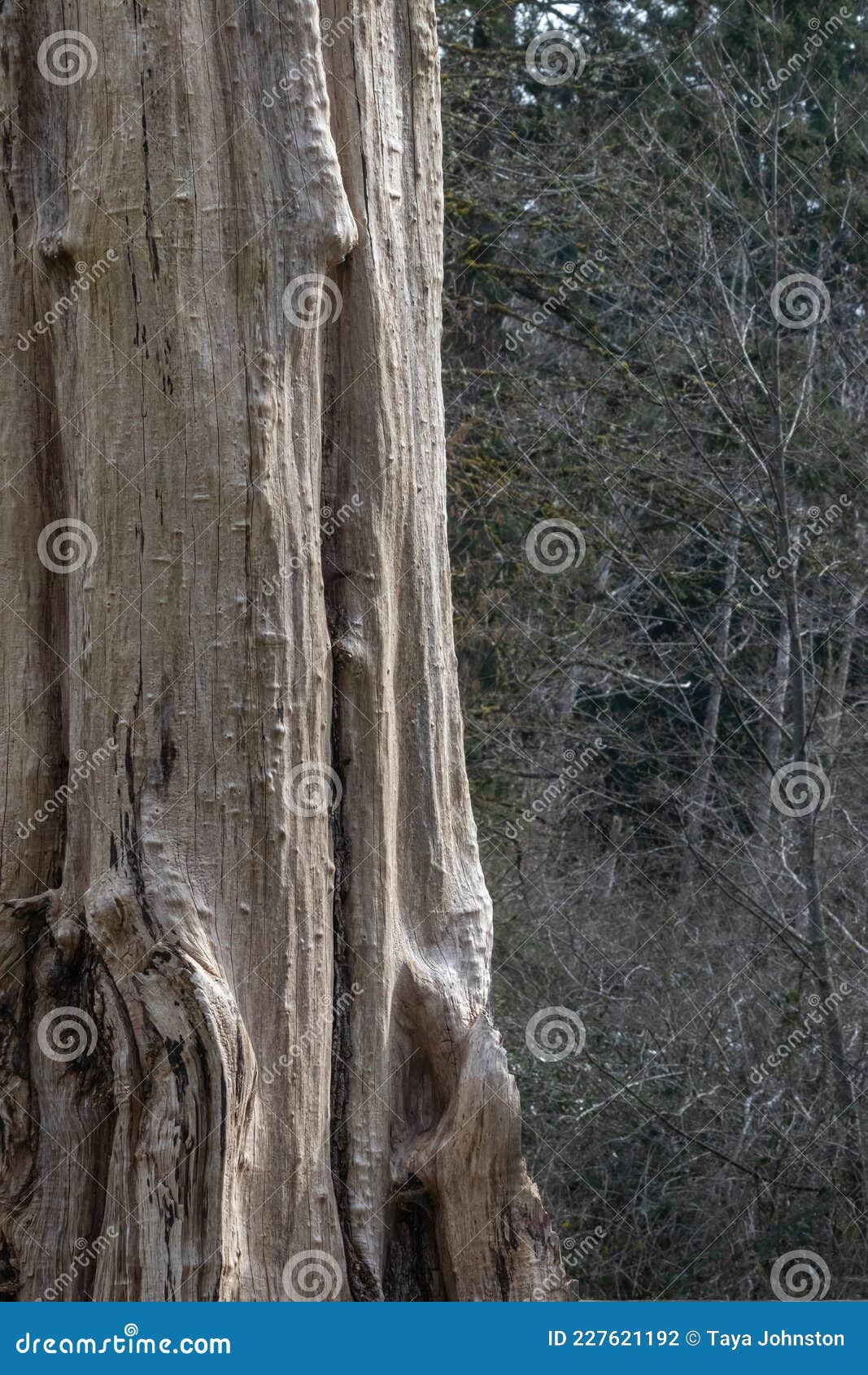 Large Tree Trunk Standing Up in the Middle of a Park Stock Photo ...
