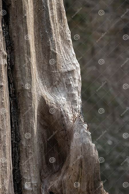 Large Tree Trunk Standing Up in the Middle of a Park Stock Image ...
